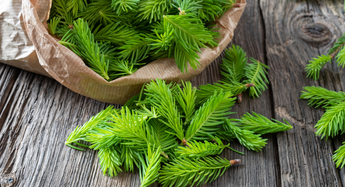 SPRUCE BEER: A BRIEF HISTORY OF EVERGREEN CHEER – The Hungry Herald ♨ ...